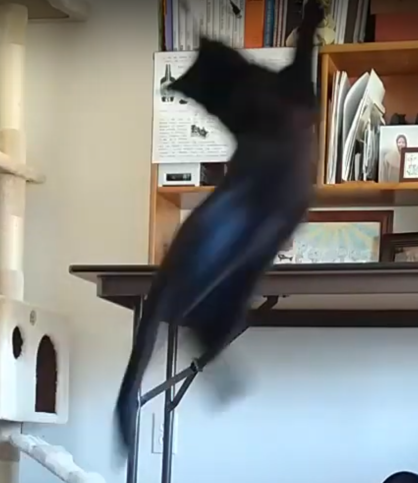 Loose House Cats - Page 7 - General Discussion - AddFaith