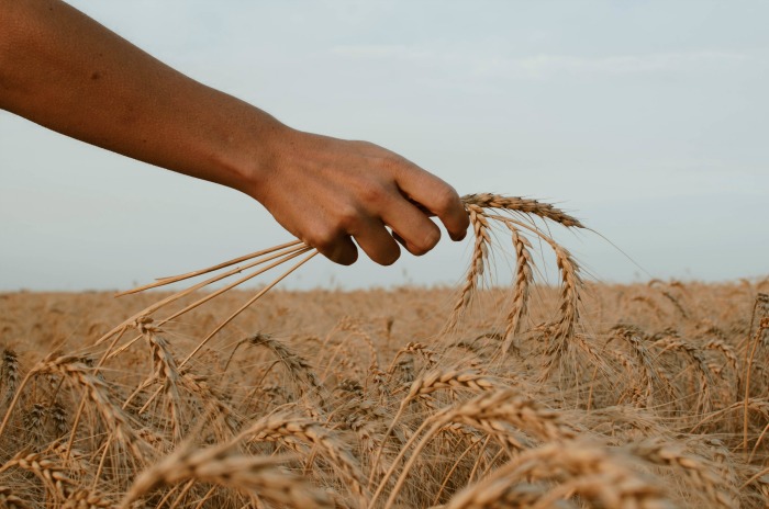 About The Wheat and Tares Parable | Third Hour